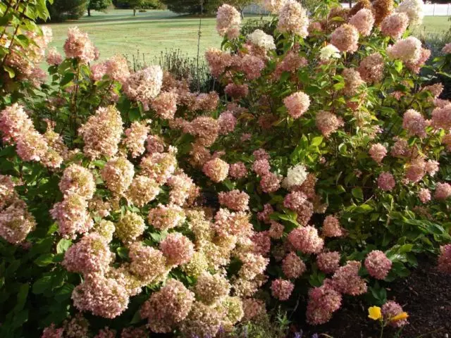 Hydrangea Limelight paniculata: picha, maelezo, hakiki, upandaji na utunzaji 1763_3