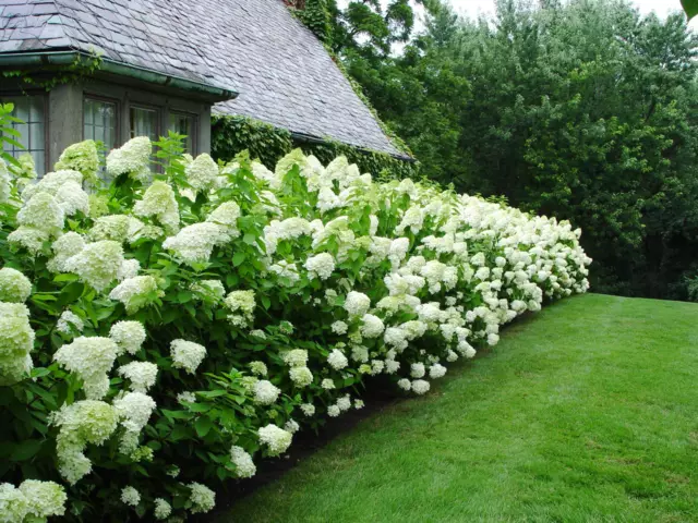 Hydrangea Limelight paniculata: litrato, paghulagway, pagsusi, pagtanum ug pag-atiman 1763_4