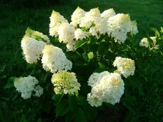 Hydrangea Silver Dollar (Silver Dollar): deskribapena, landaketak zaintzea, paisaiaren diseinuan 1766_1