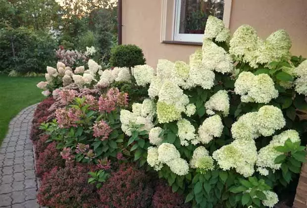 دلار نقره ای Hydrangea (دلار نقره ای): شرح ، مراقبت از کاشت ، در طراحی چشم انداز 1766_2