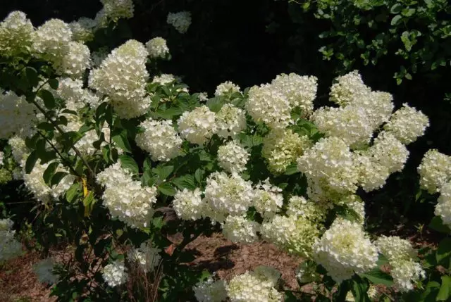 Hydrangea Silver Dollar (Sirivha Dhora): tsananguro, kuchengetedza kudyara, mune dhizaini dhizaini 1766_3