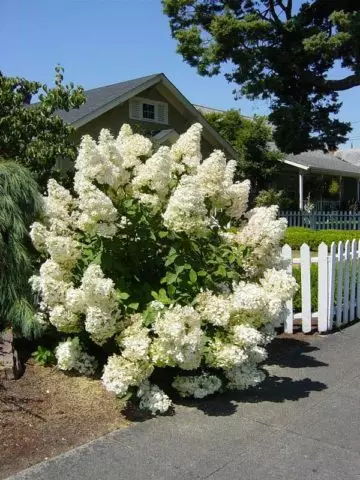 Hydrangea Silver Dollar (Silver Dollar): descrição, cuidados com o plantio, em paisagismo 1766_4