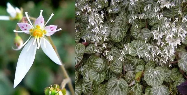 Innendørs saxifrage: foto av en hjemmeblomst, flett, Cotyledon 1778_1