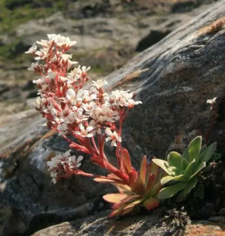 Innendørs saxifrage: foto av en hjemmeblomst, flett, Cotyledon 1778_2