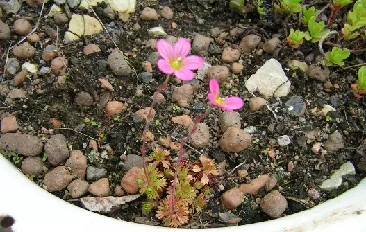 Innendørs saxifrage: foto av en hjemmeblomst, flett, Cotyledon 1778_6