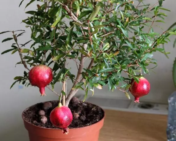 Pomegranate: tuputupu aʻe mai le maʻa i le fale, ata ma le ata 1782_5