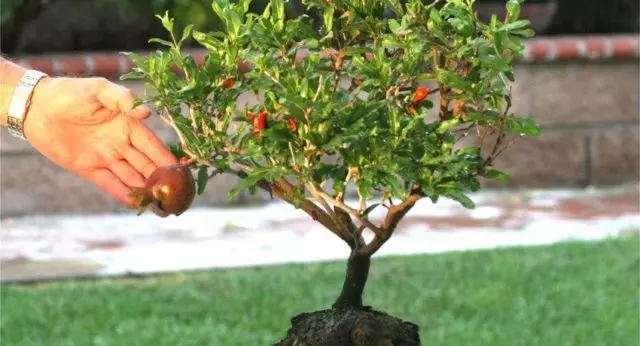 Pomegranate: tuputupu aʻe mai le maʻa i le fale, ata ma le ata 1782_9