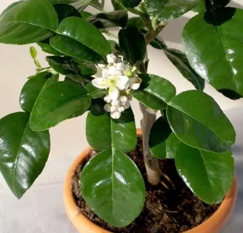 Kaffir lime (papeda black-leaved): ata, faʻaogaina o lau, pe faʻafefea ona tupu i le fale 1784_6