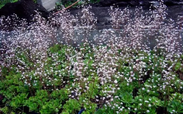 Shadow saxifrage (քաղաքային). Տնկում և խնամք, լուսանկարներով, անունով և նկարագրությամբ սորտեր 1792_1