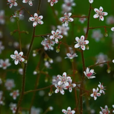 Shadow Saxifrage (urban): Planzung a Fleeg, Varietéë mat Foto, Numm a Beschreiwung 1792_2