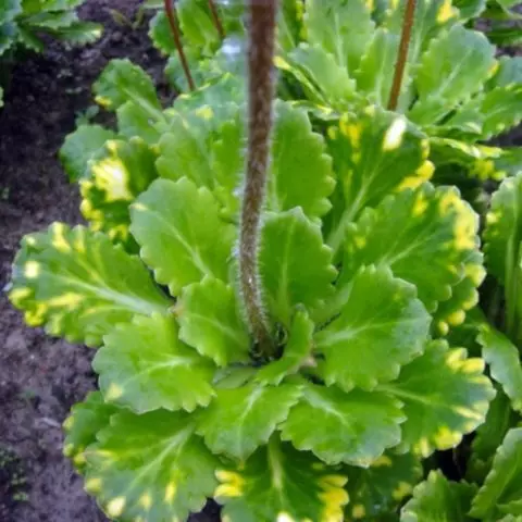 Shadow Saxifrage (urban): Planzung a Fleeg, Varietéë mat Foto, Numm a Beschreiwung 1792_3