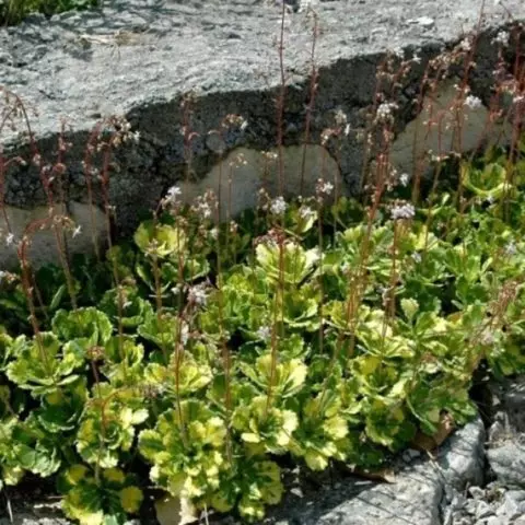 Shadow Saxifrage (urban): Planzung a Fleeg, Varietéë mat Foto, Numm a Beschreiwung 1792_5