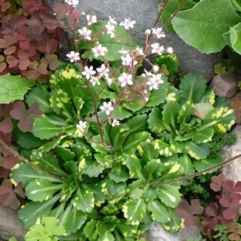 Shadow Saxifrage (urban): Planzung a Fleeg, Varietéë mat Foto, Numm a Beschreiwung 1792_6