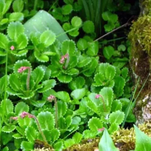 Shadow saxifrage (քաղաքային). Տնկում և խնամք, լուսանկարներով, անունով և նկարագրությամբ սորտեր 1792_7