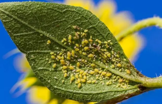 Sunflower Bear Cub: eng Beschreiwung vu wéini seedlings ze planzen, wéi aus Somen ze wuessen 1808_11