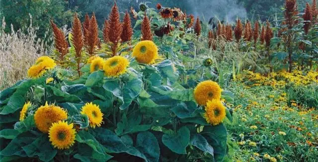 Sunflower Bear cub: pedaran iraha melak bibit, kumaha tumuh tina siki 1808_2