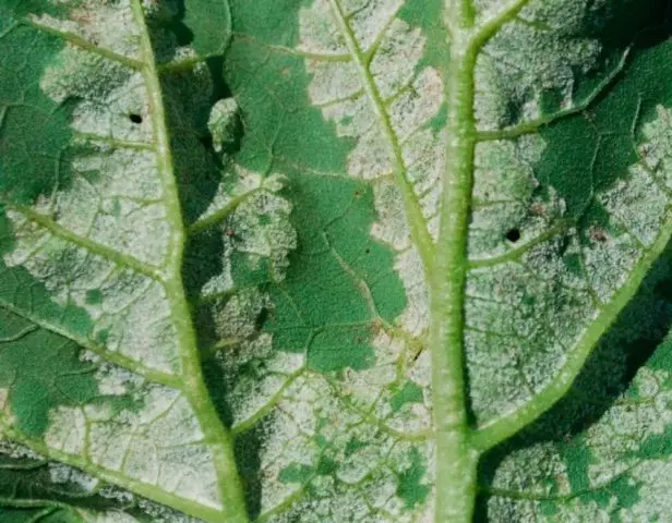 Sunflower Bear Cub: eng Beschreiwung vu wéini seedlings ze planzen, wéi aus Somen ze wuessen 1808_8