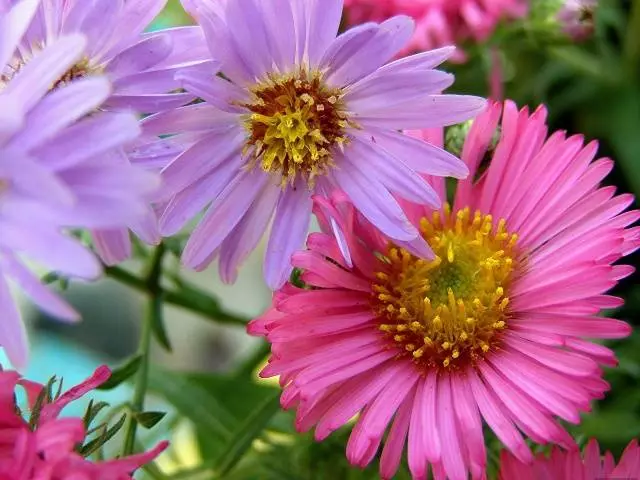 Sembrar asters a terra oberta a la primavera