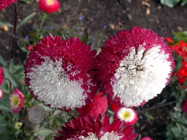 Iż-żrigħ tal-asters f'art miftuħa fir-rebbiegħa 1809_5