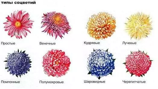 Výsev asterov na otvorenom priestranstve na jar 1809_6