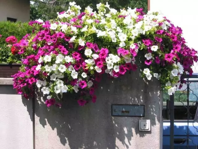 Petunia ampelous agus cascading - an difríocht 1813_10