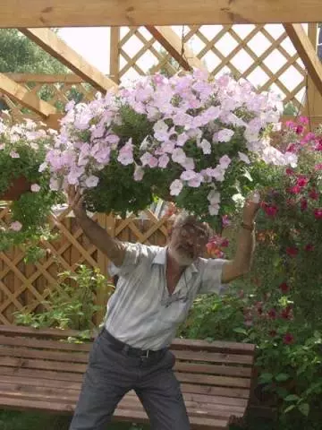 Petunia ampelous agus cascading - an difríocht 1813_11