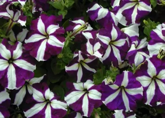 Petunia ampelous agus cascading - an difríocht 1813_2