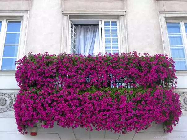 Petunia ampelous agus cascading - an difríocht 1813_8