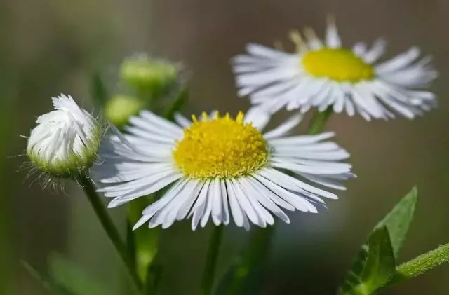 Petals ndogo (erigeron) kila mwaka (erigeron annuus): picha, mali muhimu na ubishani 1814_1