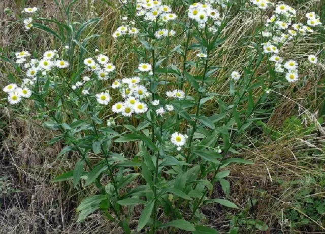 Petals ndogo (erigeron) kila mwaka (erigeron annuus): picha, mali muhimu na ubishani 1814_2