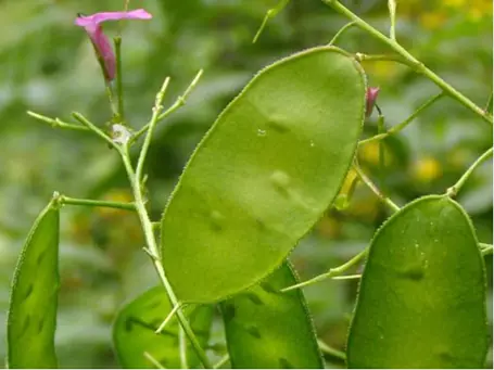 Flor lunar (lunaria) de color groc: foto d'una planta perenne, anual, plantada i cuidada a camp obert, que creix a partir de llavors 1815_10