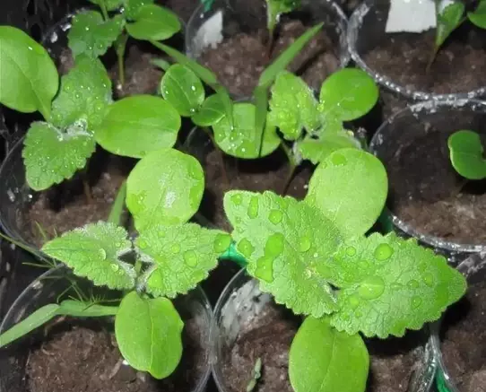 Flor lunar (lunaria) de color groc: foto d'una planta perenne, anual, plantada i cuidada a camp obert, que creix a partir de llavors 1815_11