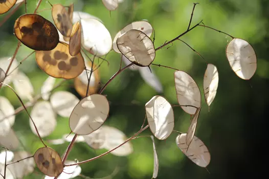 Flor lunar (lunaria) de color groc: foto d'una planta perenne, anual, plantada i cuidada a camp obert, que creix a partir de llavors 1815_2