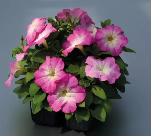 Petunia Mambo (Mambo) F1: ការពិពណ៌នាអំពីស៊េរី, ពូជ, ប៊ឺហ្គូឌី, ពណ៌ស, ពពួកពពួកពពួកពពួកពពួកពពួកពពួកពពួកពពួកពពួកពពួកពពួកពពួកពពួកពពួកពពួកពពួកពពួកពពួកពពួកពពួកពពួកពពួកពពួកពពួកពពួកពពួកពពួកពពួកពពួកពពួកពពួកពពួកពពួកពពួកពពួកពពួកពពួកពពួកពពួកពពួកពពួកពពួកពពួកពពួកពពួកពពួកពពួកពពួកពពួកពពួកពពួកពពួកពពួកពពួកពពួកTHubຢູច្រើននៅក្នុងបេះដូង, ពណ៌ស្វាយ 1817_1