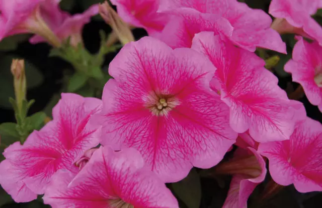 Petunia manbo (manbo) F1: deskripsyon seri a, varyete, Bourgogne, blan, multiflora GP, koulè wouj violèt 1817_18