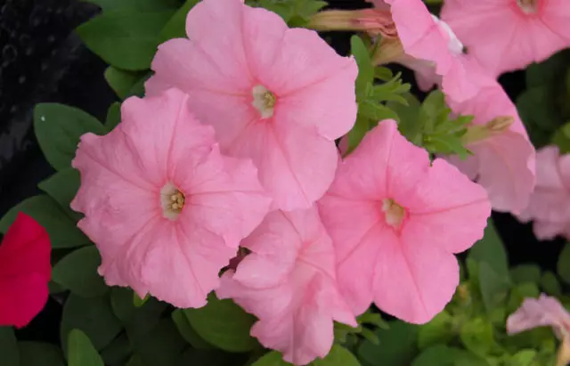 Petunia Mambo (Mambo) F1: penerangan mengenai siri, varieti, Burgundy, putih, multiflora G.P., ungu 1817_19