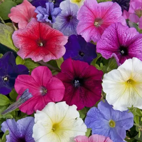 Petunia Mambo (Mambo) F1: lýsing á röðinni, fjölbreytni, Burgundy, hvítur, multiflora G.P., fjólublár 1817_2