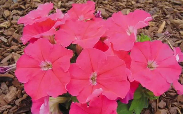 Petunia Mambo (Mambo) F1: tlhaloso ea letoto la lihlooho tse, mefuta-futa, Burgundy, tšoeu, multiflora G.P., pherese 1817_27