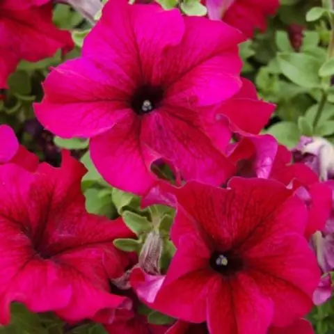 Petunia Mambo (Mambo) F1: lýsing á röðinni, fjölbreytni, Burgundy, hvítur, multiflora G.P., fjólublár 1817_3