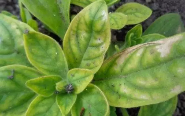 Petunia Mambo (Mambo) F1: penerangan mengenai siri, varieti, Burgundy, putih, multiflora G.P., ungu 1817_33