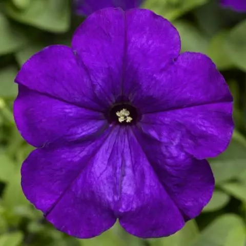 IPetunia Mambo (Mambo) F1: incazelo yochungechunge, okuhlukahlukene, iBurgundy, emhlophe, i-multiflora G.P., nsomi 1817_4