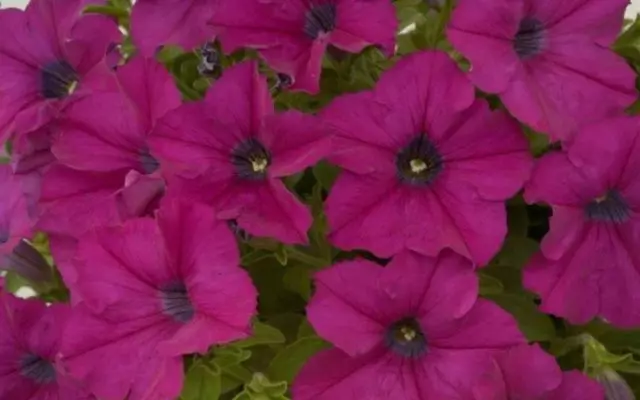 IPetunia Mambo (Mambo) F1: incazelo yochungechunge, okuhlukahlukene, iBurgundy, emhlophe, i-multiflora G.P., nsomi 1817_5