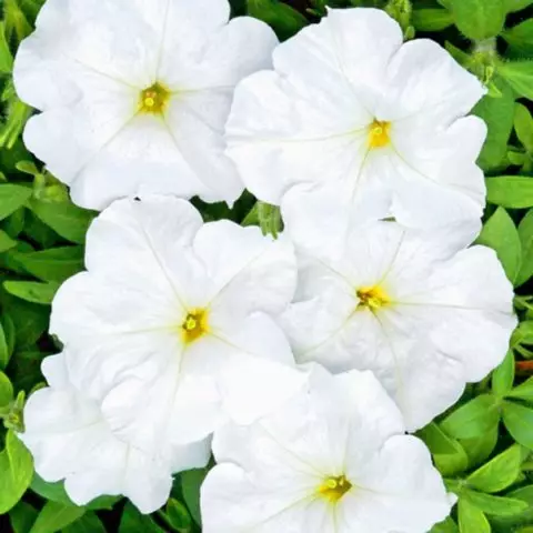 IPetunia Mambo (Mambo) F1: incazelo yochungechunge, okuhlukahlukene, iBurgundy, emhlophe, i-multiflora G.P., nsomi 1817_6