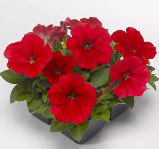 Petunia Mambo (Mambo) F1: penerangan mengenai siri, varieti, Burgundy, putih, multiflora G.P., ungu 1817_7