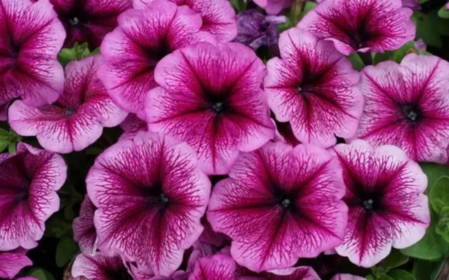 IPetunia Mambo (Mambo) F1: incazelo yochungechunge, okuhlukahlukene, iBurgundy, emhlophe, i-multiflora G.P., nsomi 1817_8