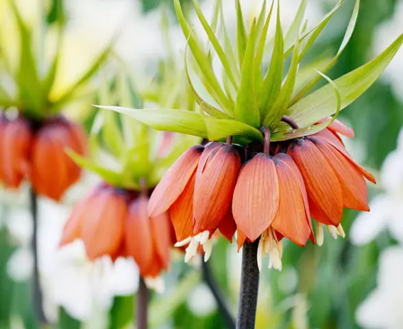 Blumen, die wie Glocken aussehen: Foto, blau, weiß, blau, wie sie genannt werden 1820_10