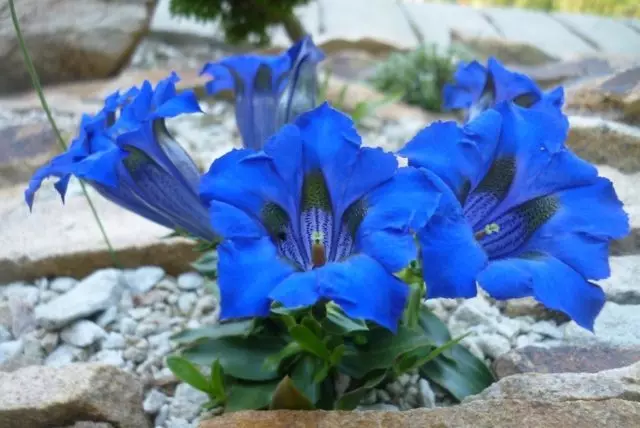 Flores que semellan campás: foto, azul, branco, azul, como se lles chama 1820_12