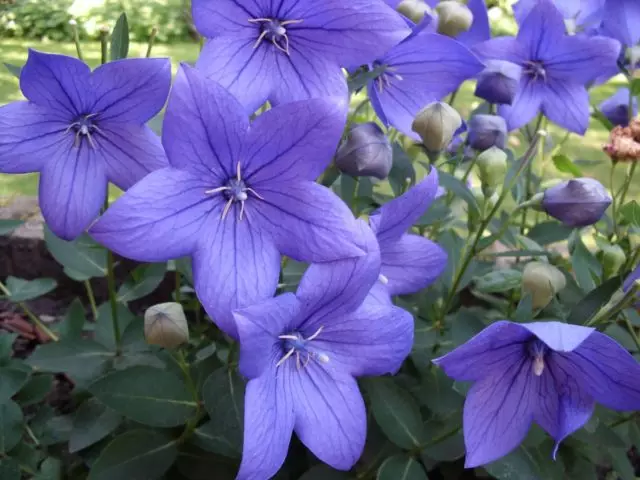 Blumen, die wie Glocken aussehen: Foto, blau, weiß, blau, wie sie genannt werden 1820_13