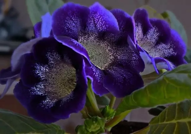 Flores que semellan campás: foto, azul, branco, azul, como se lles chama 1820_15