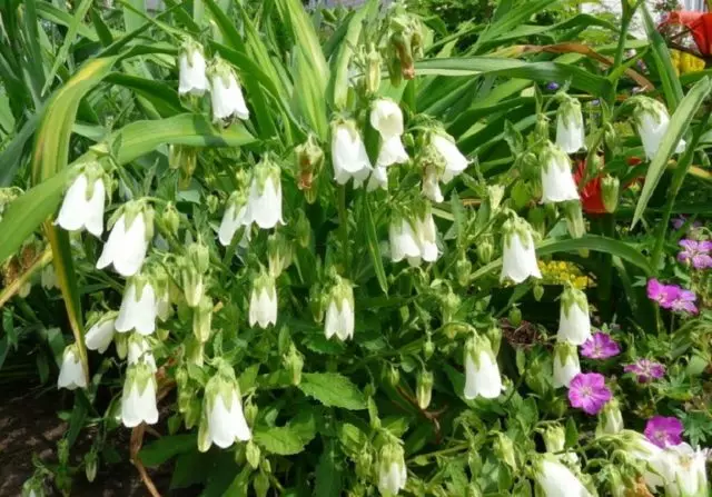 Flores que semellan campás: foto, azul, branco, azul, como se lles chama 1820_16